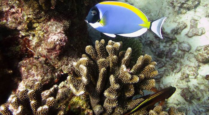 north-island-fishes-seychelles-seychellerna_4.jpg | Indcen Resor