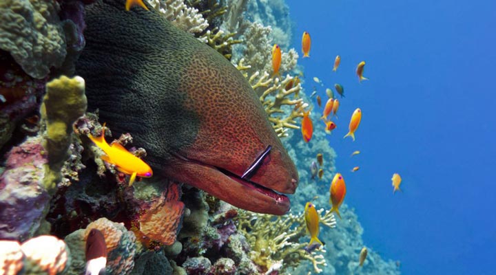 Fushifaru-Snorkeling-Snorkling-Reef-Rev-Fish-Fisk | Indcen Resor